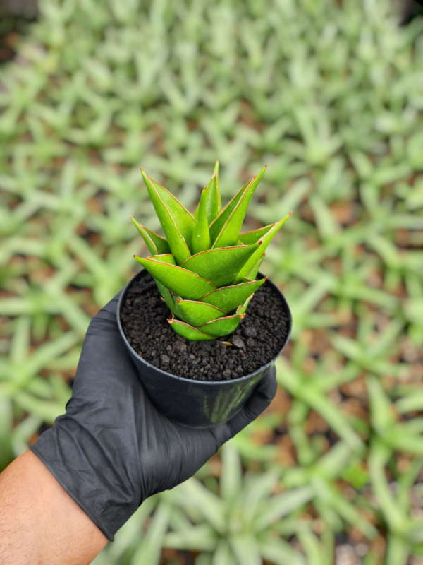 Sansevieria hybrid tower - Istana Bunga Kaktus