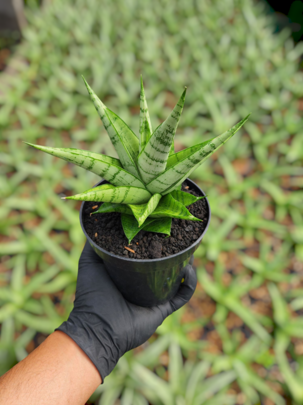 Sansevieria hybrid enduro - Istana Bunga Kaktus