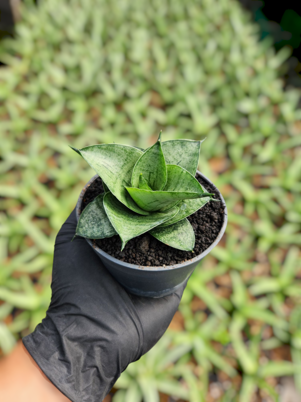 Sansevieria hybrid agatha - Istana Bunga Kaktus
