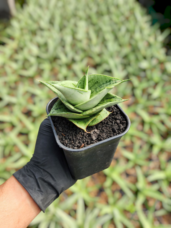 Sansevieria hybrid dewa - Istana Bunga Kaktus