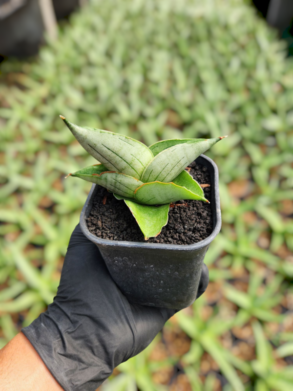 Sansevieria hybrid rugby - Istana Bunga Kaktus