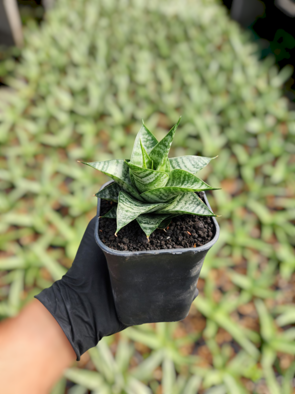 Sansevieria hybrid windy - Istana Bunga Kaktus