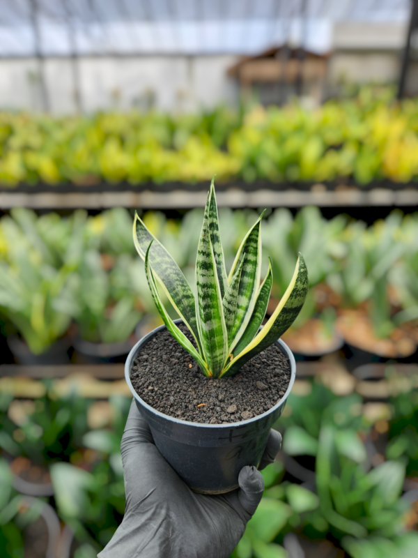 Sansevieria trifasciata white twist - Istana Bunga Kaktus