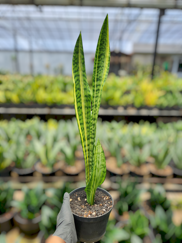 Sansevieria trifasciata wagners - Istana Bunga Kaktus