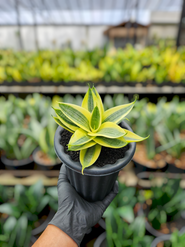 Sansevieria trifasciata white gold - Istana Bunga Kaktus