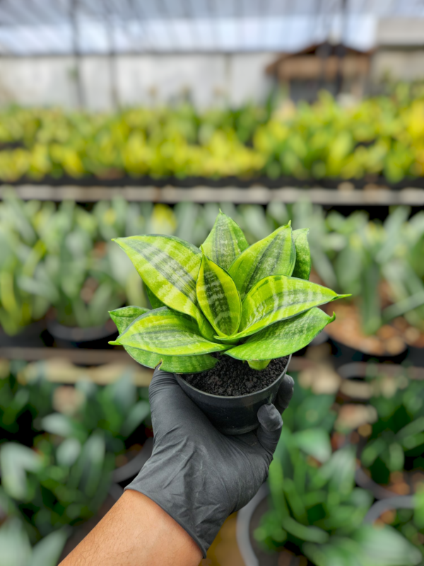 Sansevieria trifasciata hahnii philipphines - Istana Bunga Kaktus