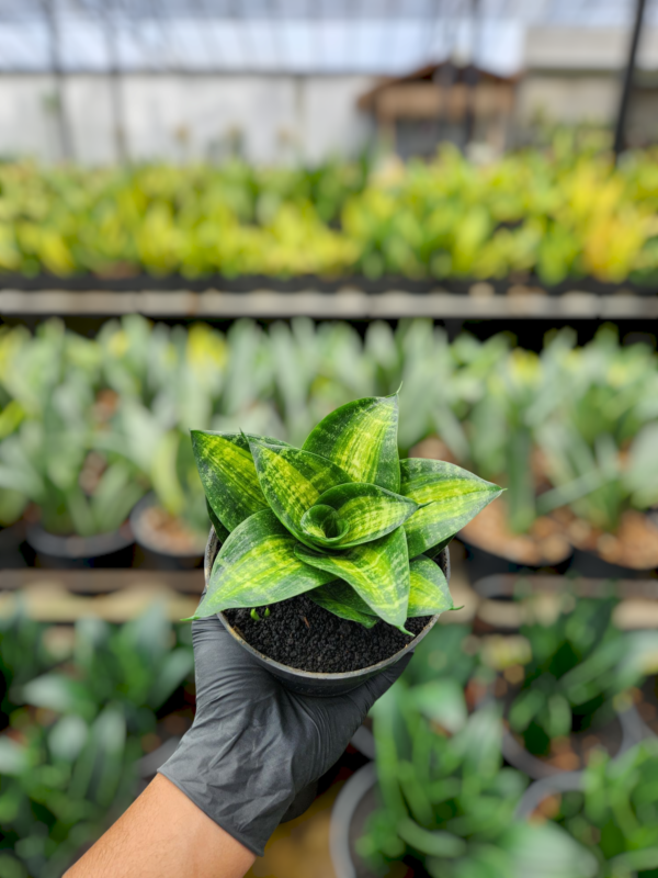 Sansevieria trifasciata racing line - Istana Bunga Kaktus