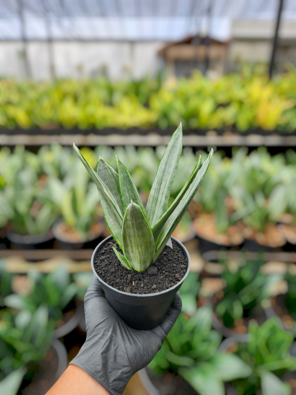 Sansevieria trifasciata morgenstern - Istana Bunga Kaktus
