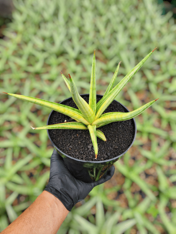 Sansevieria royal crown - Istana Bunga Kaktus