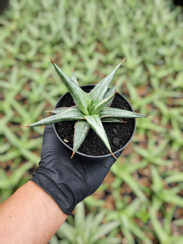 Sansevieria all night start - Istana Bunga Kaktus