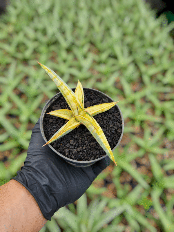 Sansevieria blue clone yellow variegated - Istana Bunga Kaktus