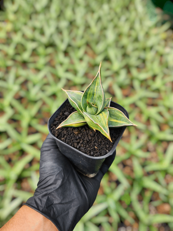 Sansevieria pinguicula black variegated - Istana Bunga Kaktus