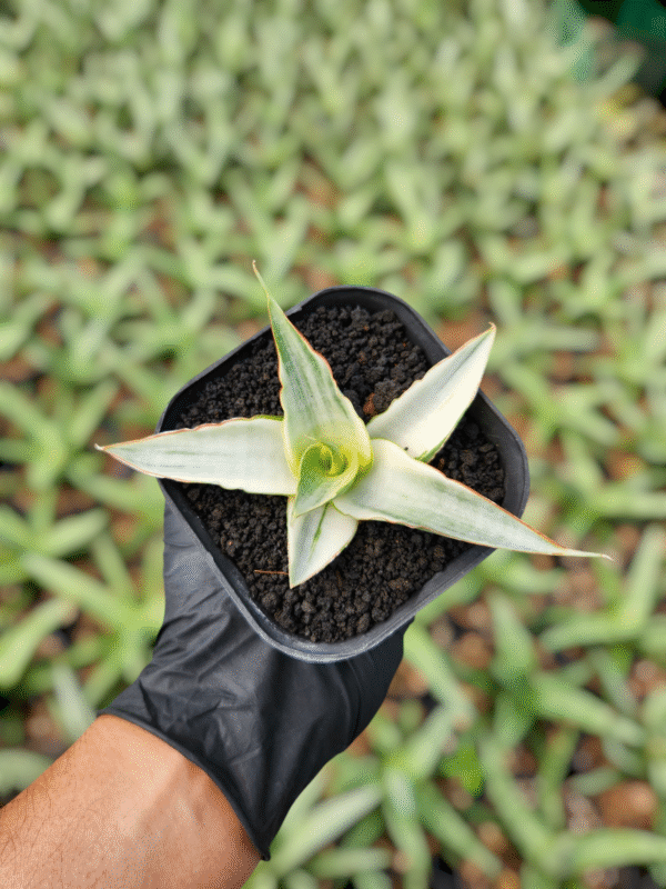Sansevieria snow white - Istana Bunga Kaktus